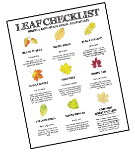 Bristol Mountain - New York Ski & Snowboard Resort - Canandaigua, NY